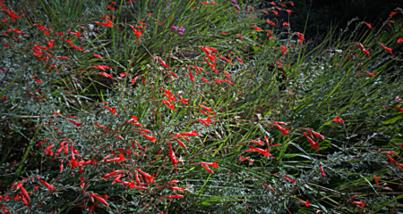 Plants With Wet Feet and Dry Feet - Water News Network - Our Region's ...