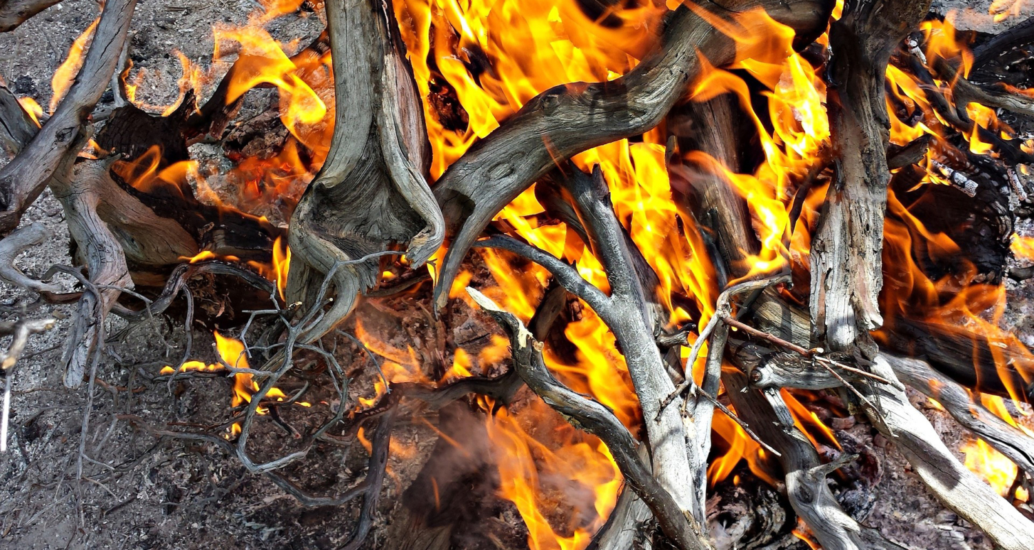 Firefighting with Plants - Water News Network - Our Region's Trusted ...