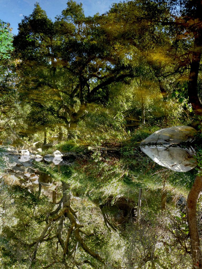 Photographers Honored For Winning Images of Elfin Forest Recreational ...